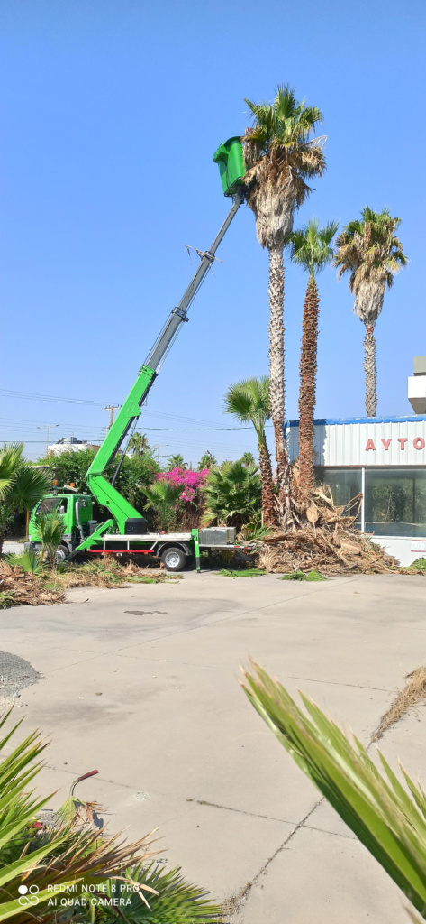 CUTTING OF HIGH TREES | Green Projects | Fasoulakis Brothers G.P